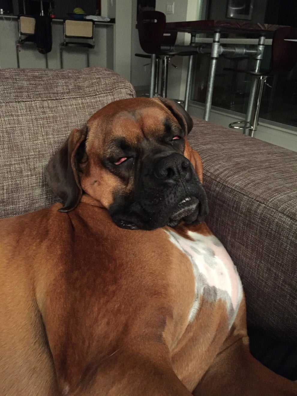 18 Derpy Dogs Just Derping All Over The Dang Place