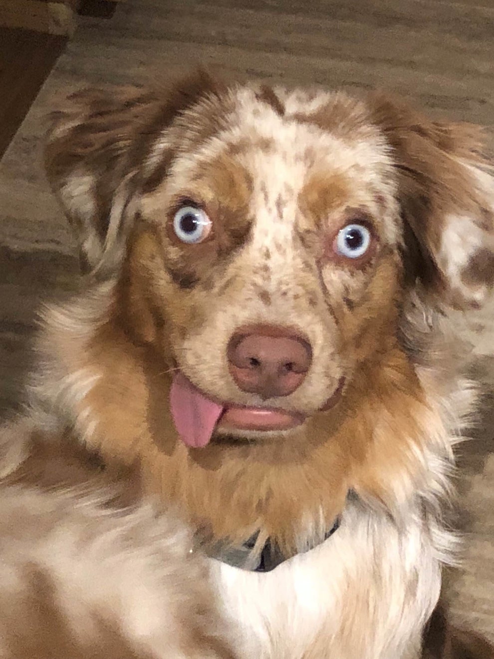 18 Derpy Dogs Just Derping All Over The Dang Place