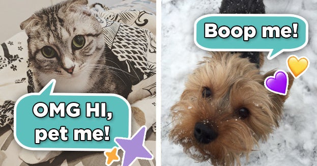 Stop What You're Doing And Boop These 15 Pets!!!