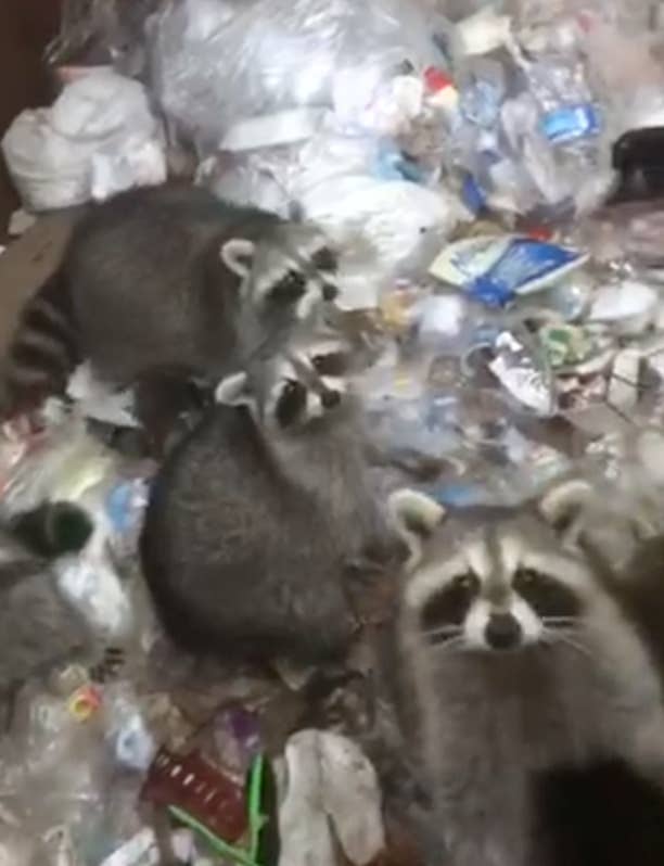The Relationship Between This School Caretaker And These Trash Pandas ...