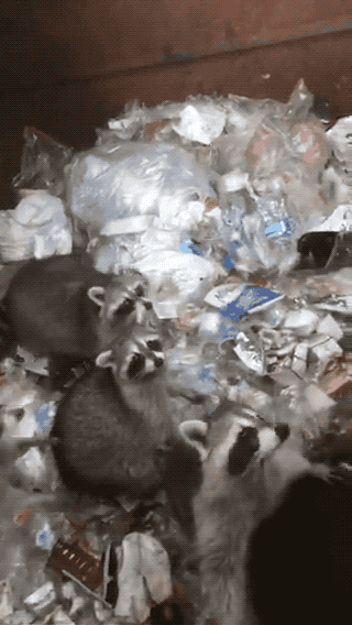 The Relationship Between This School Caretaker And These Trash Pandas ...