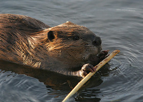 Only An Animal Expert Will Get Above 7/9 On This Tail Quiz