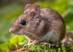 Only An Animal Expert Will Get Above 7/9 On This Tail Quiz