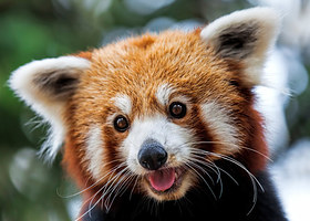 Only An Animal Expert Will Get Above 7/9 On This Tail Quiz