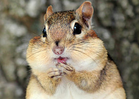 Only An Animal Expert Will Get Above 7/9 On This Tail Quiz