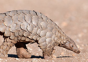 Only An Animal Expert Will Get Above 7/9 On This Tail Quiz