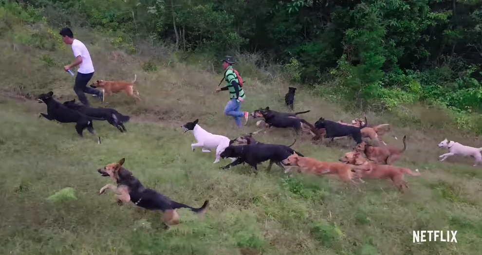 Netflix Is Making A Documentary About Dogs Featuring Good Boys And Girls