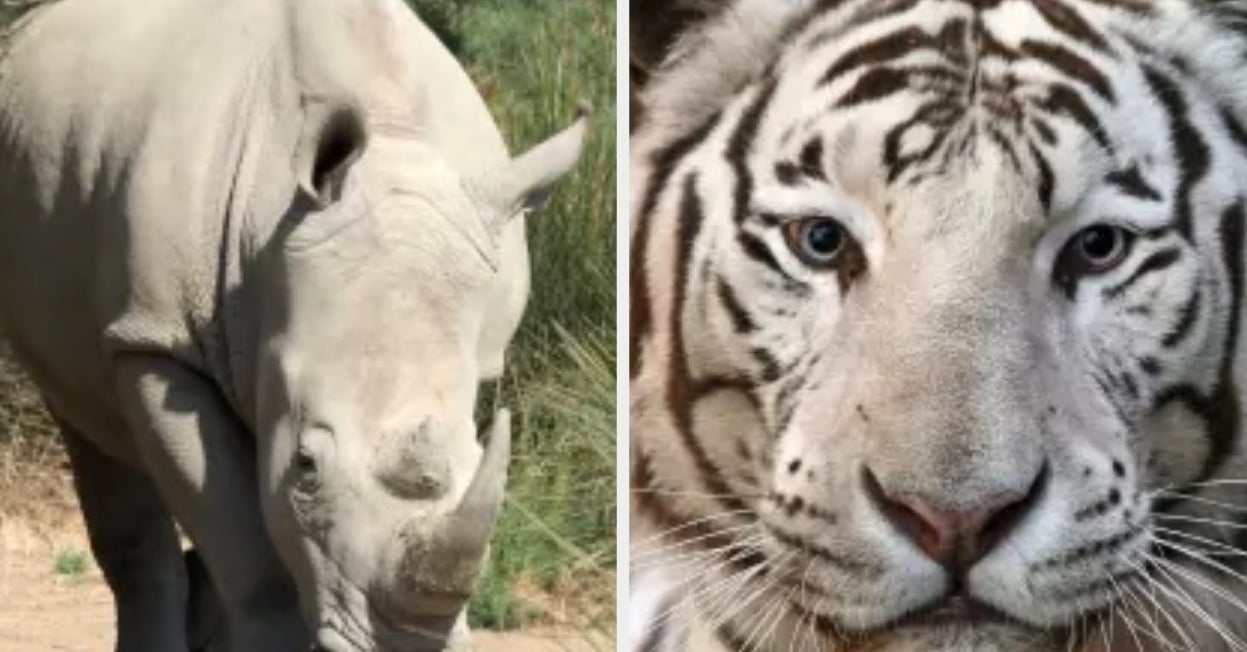 China Will Now Let Tiger Bone And Rhino Horn Be Legally Used In Medicine