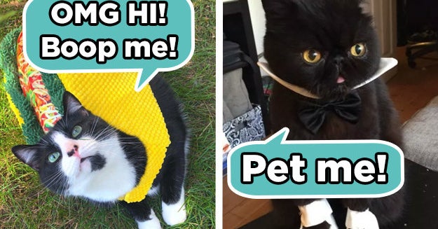 15 Halloween Cats In Need Of Some Really, Really Good Boops