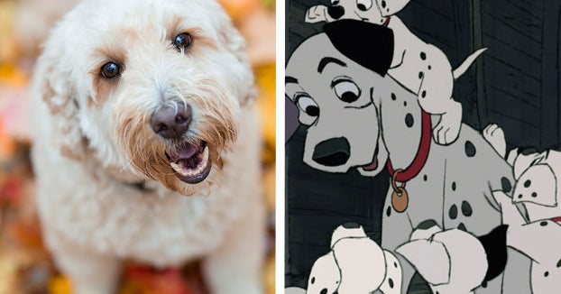 Which Mixed Dog Breed Are You Based On The Disney Characters You Pick?