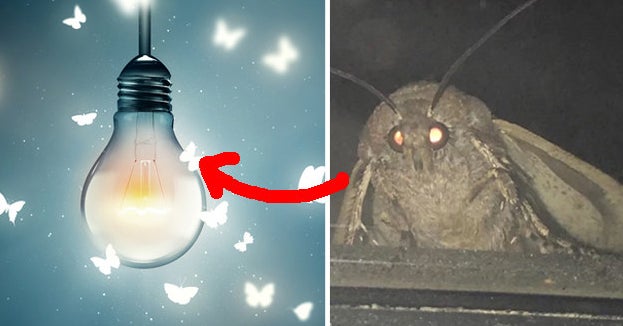 Let's See If You Can Help This Moth Find Its Lamp