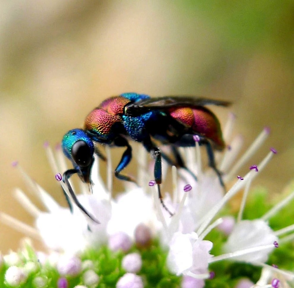 Zombie Creatures Exist And Nature Is A Terrifying