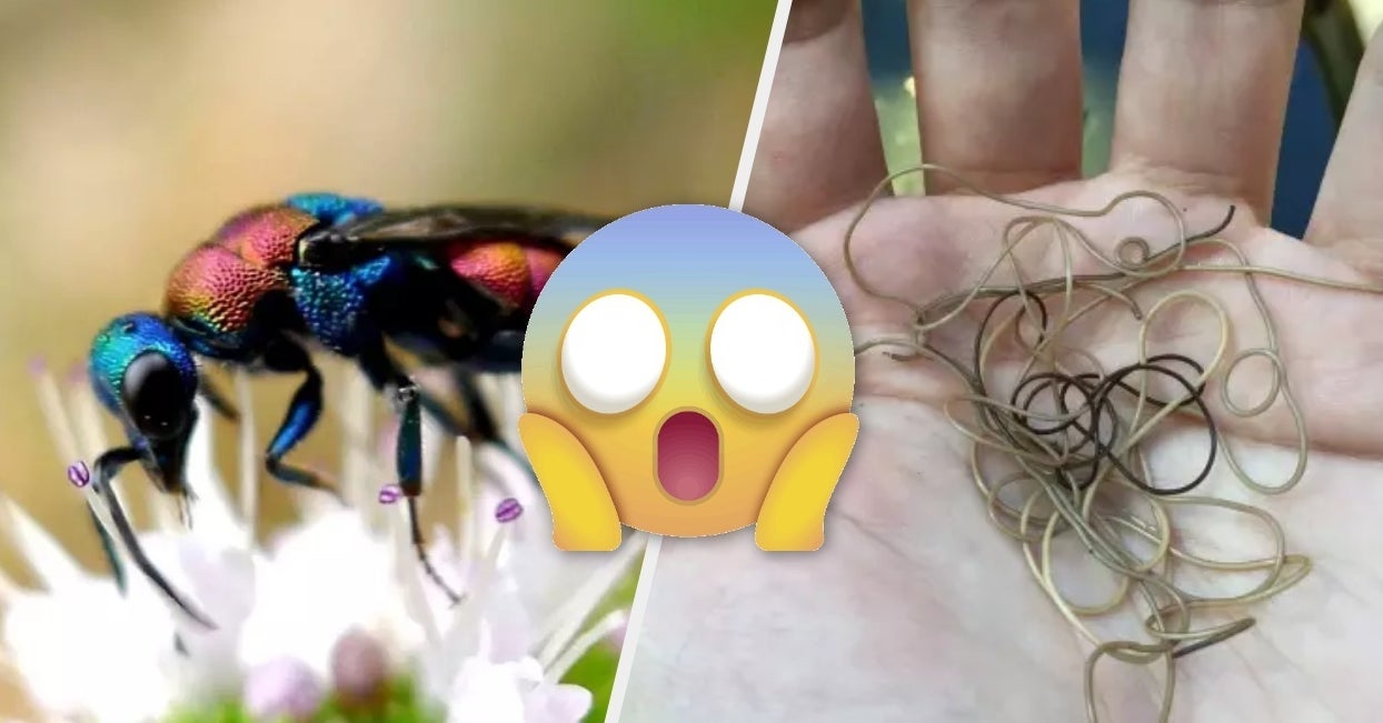 Zombie Creatures Exist And Nature Is A Terrifying