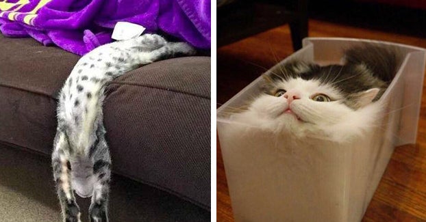 22 Liquid Cats Whose Bodies Defy All Known Properties Of Solids