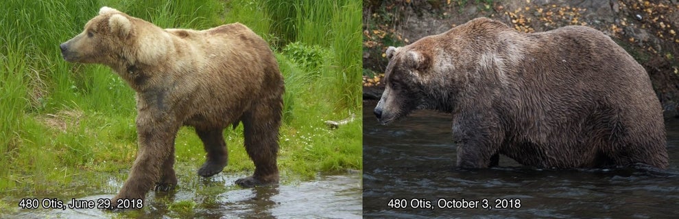 A National Park Had A Contest To Crown The Fattest Bear. Here's The Winner.