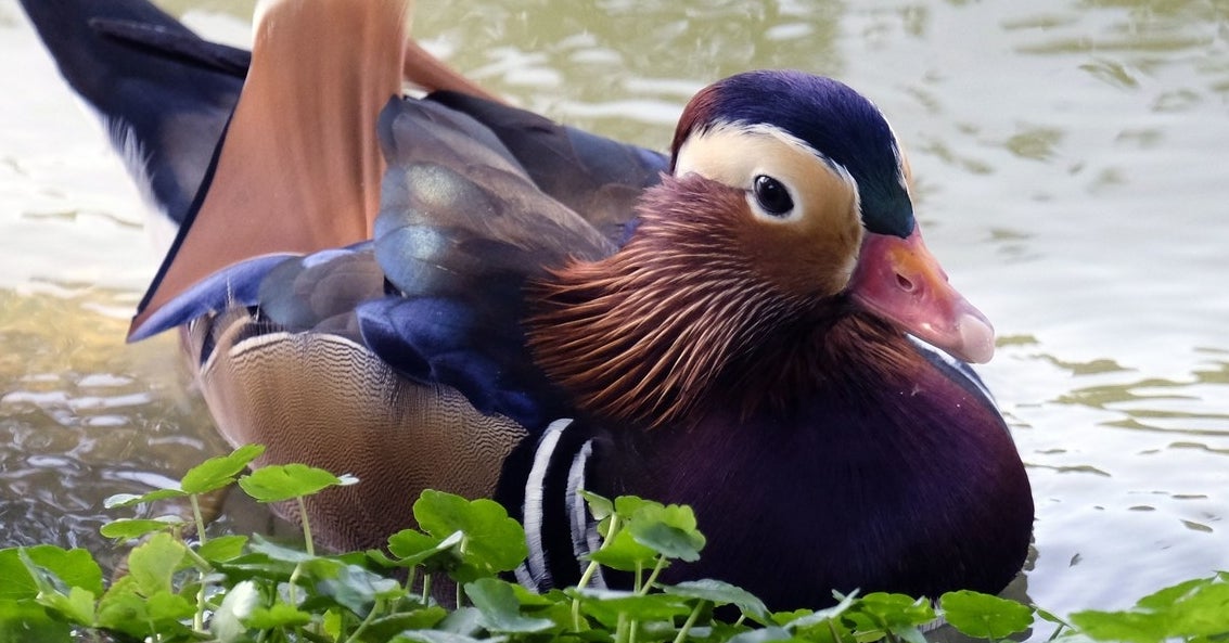 Everyone In NYC Is Obsessed With This Rare Mandarin Duck In Central Park