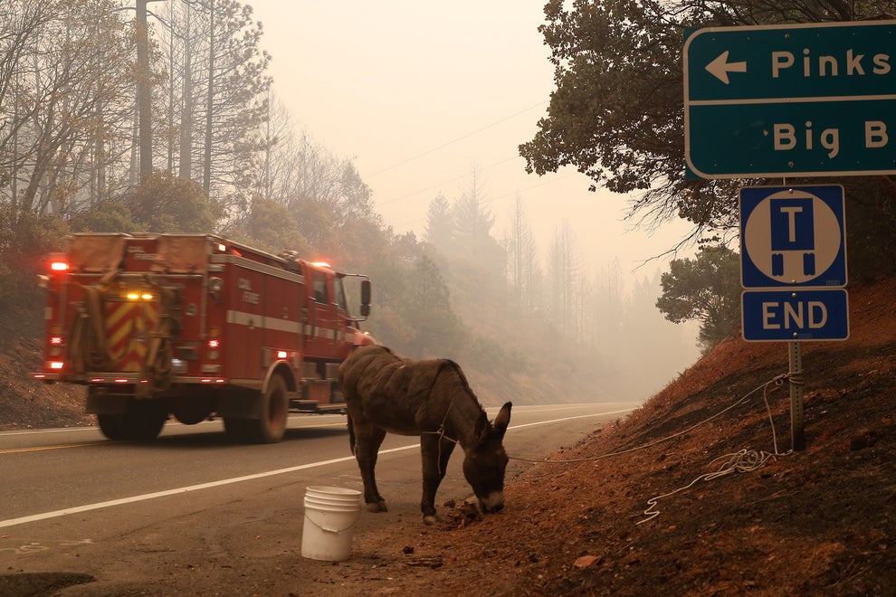 These Haunting Photos Show Animals Fleeing The Massive California Wildfires