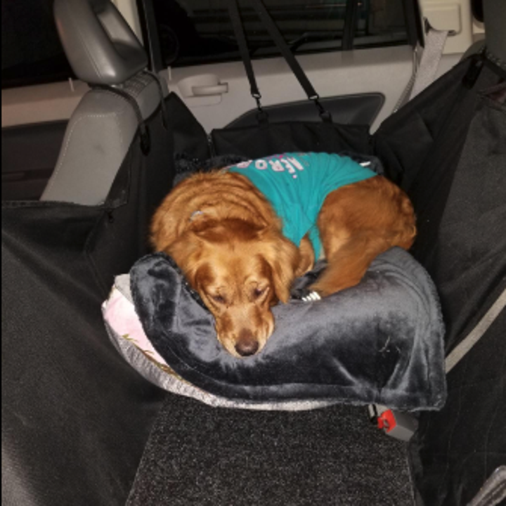 21 Products You Need If You're Obsessed With Your Pet