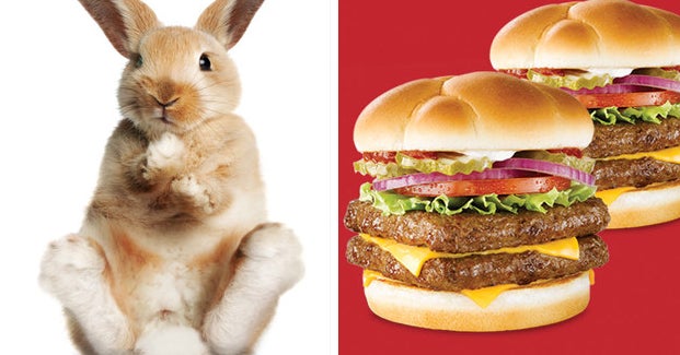 Eat At Wendy's In 7 Steps And We'll Tell You Which Pet You Are