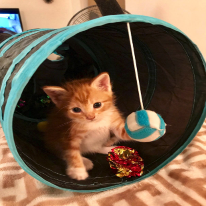 21 Products You Need If You're Obsessed With Your Pet