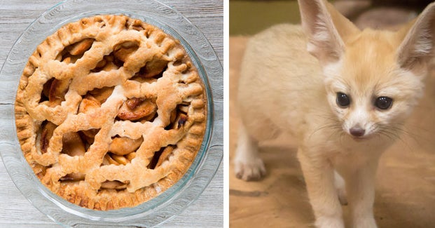 Pick Your Favorite Pies And We'll Tell You Which Exotic Animal You Are