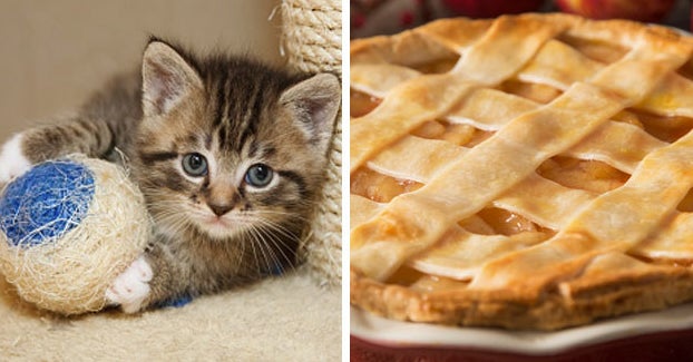 If You Tell Me Which Kittens You Like Best, I'll Tell You What Dessert ...