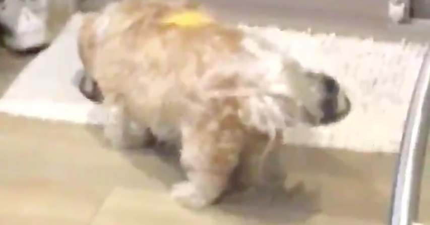 People On Twitter Are Throwing Cheese Slices On Their Dogs And It's ...