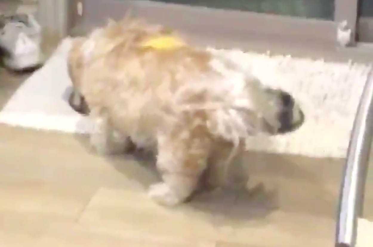 what does throwing cheese mean