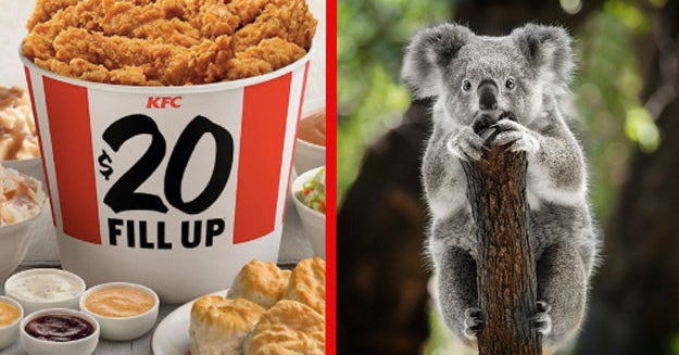 Let's See Which Australian Animal You Are Based On What You Eat At KFC