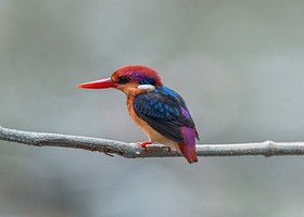 Pick Birds And We'll Tell You If You're Cool Or Uncool