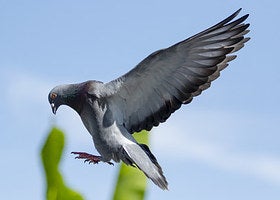 Pick Birds And We'll Tell You If You're Cool Or Uncool