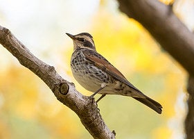 Pick Birds And We'll Tell You If You're Cool Or Uncool