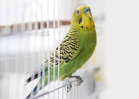 Pick Birds And We'll Tell You If You're Cool Or Uncool