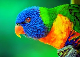 Pick Birds And We'll Tell You If You're Cool Or Uncool