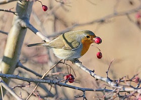 Pick Birds And We'll Tell You If You're Cool Or Uncool