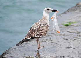Pick Birds And We'll Tell You If You're Cool Or Uncool