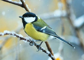 Pick Birds And We'll Tell You If You're Cool Or Uncool