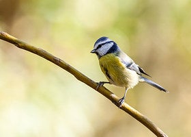 Pick Birds And We'll Tell You If You're Cool Or Uncool