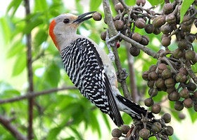 Pick Birds And We'll Tell You If You're Cool Or Uncool