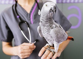 Pick Birds And We'll Tell You If You're Cool Or Uncool