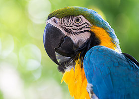 Pick Birds And We'll Tell You If You're Cool Or Uncool