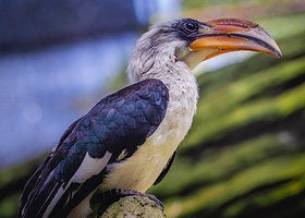 Pick Birds And We'll Tell You If You're Cool Or Uncool