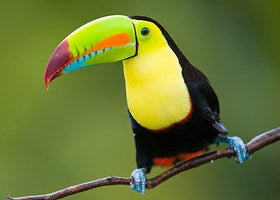 Pick Birds And We'll Tell You If You're Cool Or Uncool
