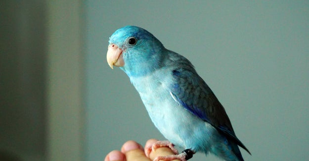 Pick Birds And We'll Tell You If You're Cool Or Uncool
