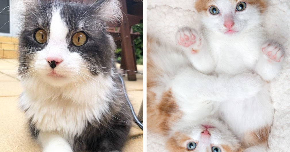Cats Are More In Tune With Humans Than You Might Think. New Research ...
