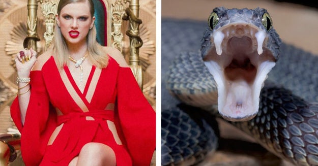 Make A Taylor Swift Playlist And We'll Tell You What Type Of Snake You Are