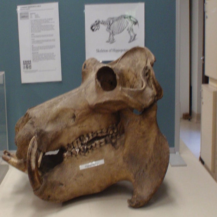 A Hippo Skull And A Slow Loris Skeleton Have Been Stolen From A ...