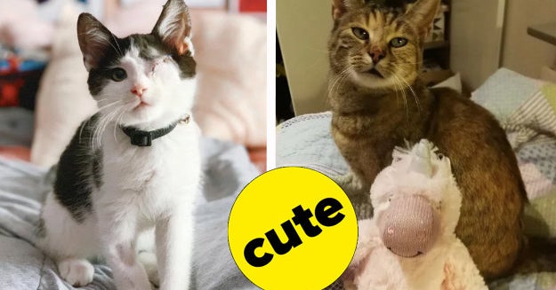 17 Times Cats Saved The Internet This Week