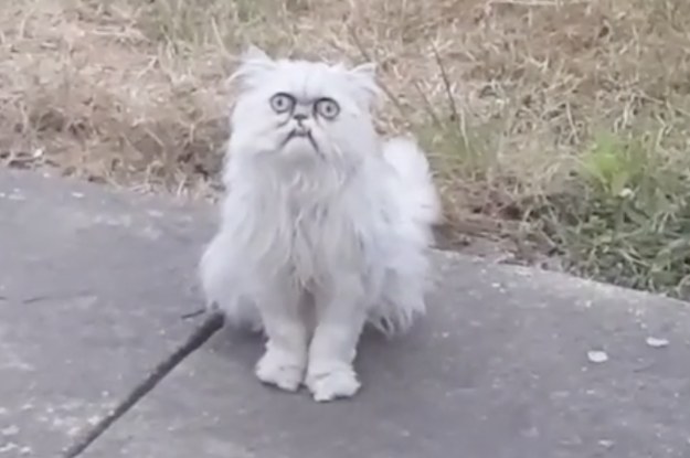 We Spoke To The Owner Of Wilfred The Cat, And Now We Have Answers