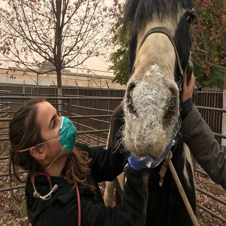Animals Reunited With Their Humans After The California Fires